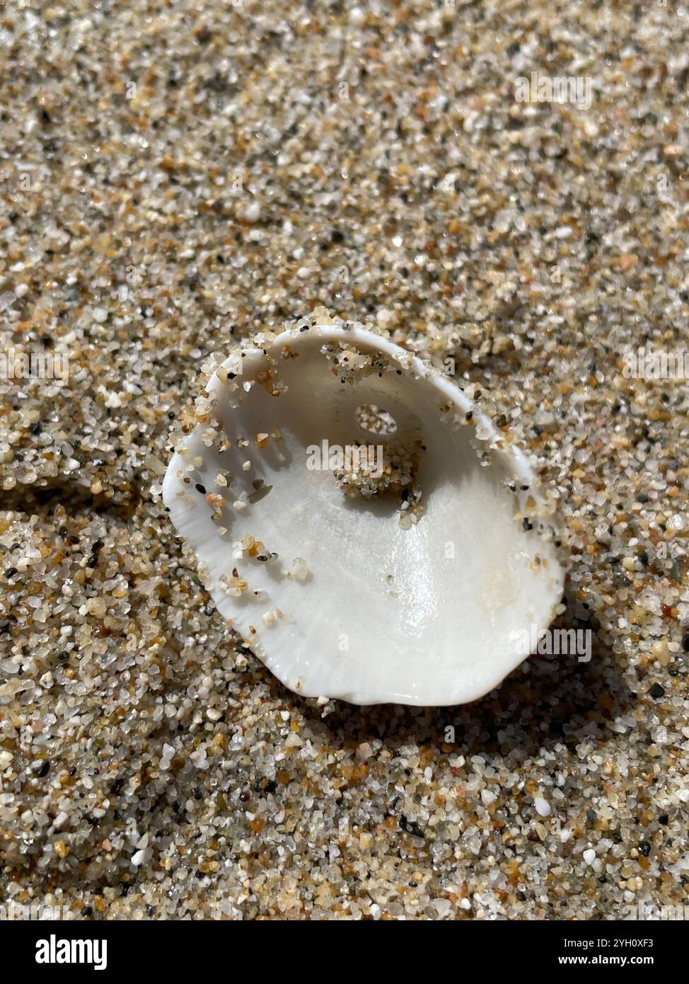 Rough Keyhole Limpet (Diodora aspera Stock Photo - Alamy
