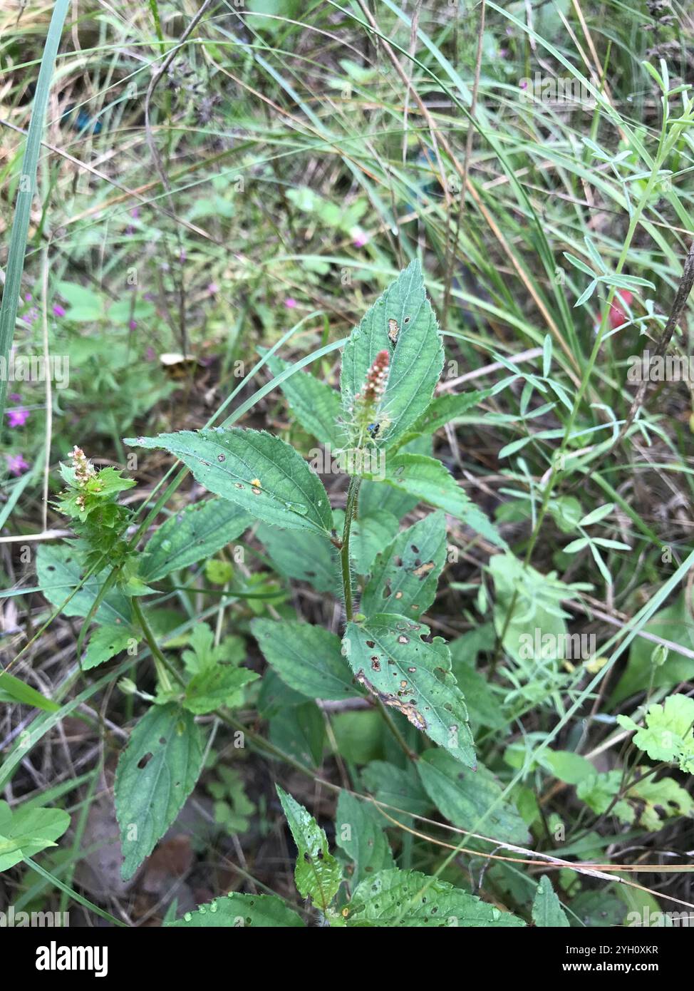 shrubby copperleaf (Acalypha phleoides Stock Photo - Alamy