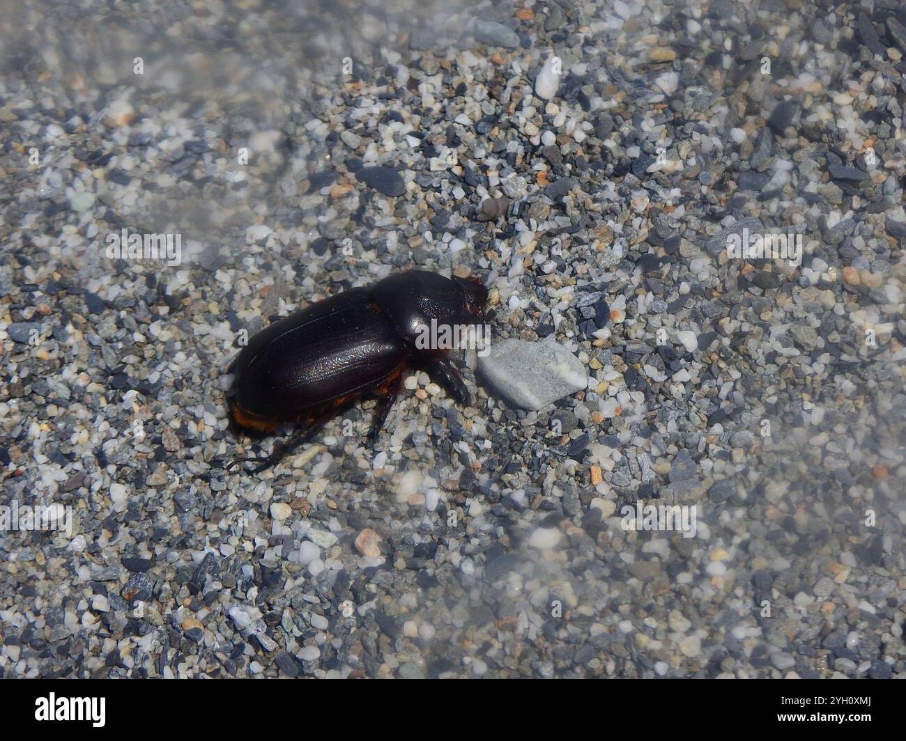 Coconut Rhinoceros Beetle (Oryctes rhinoceros Stock Photo - Alamy
