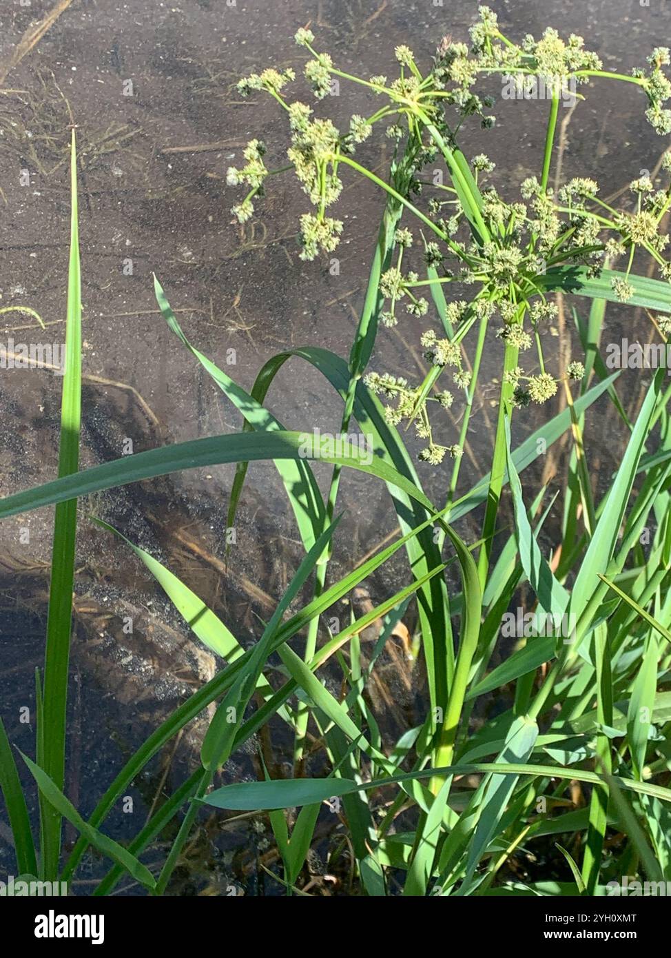 Panicled Bulrush (Scirpus microcarpus Stock Photo - Alamy
