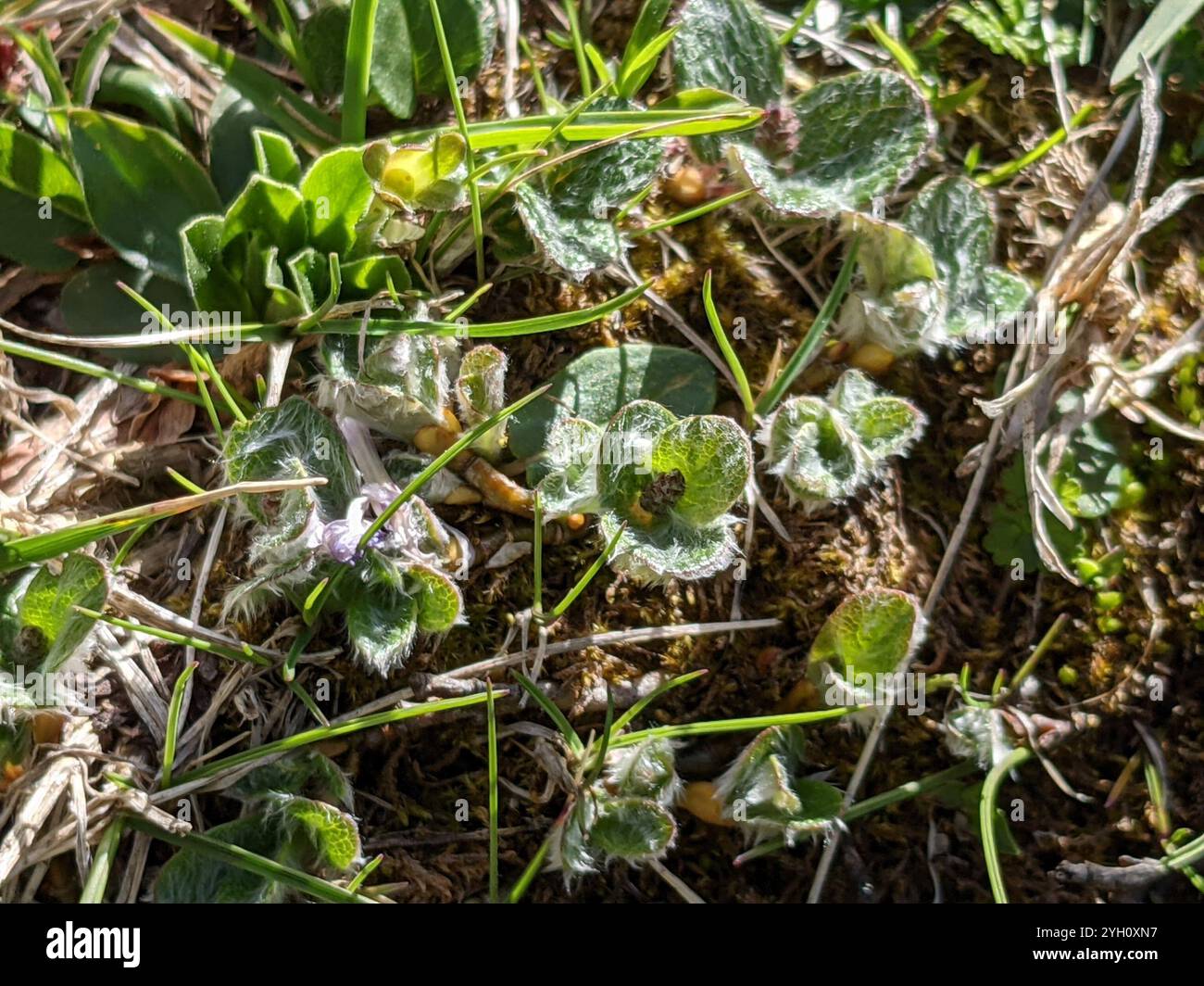 Willow salix reticulata hi-res stock photography and images - Alamy