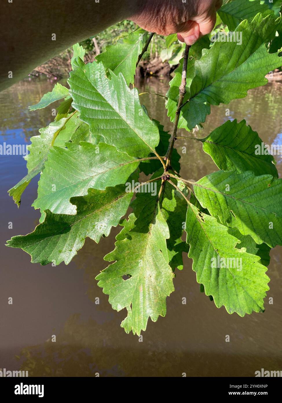 swamp chestnut oak (Quercus michauxii Stock Photo - Alamy