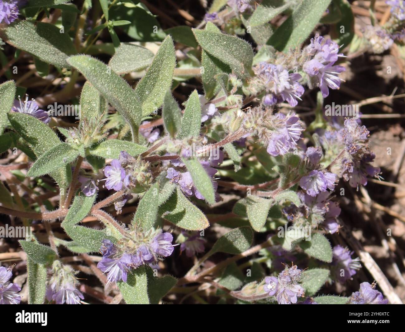 Low Phacelia (Phacelia humilis humilis Stock Photo - Alamy