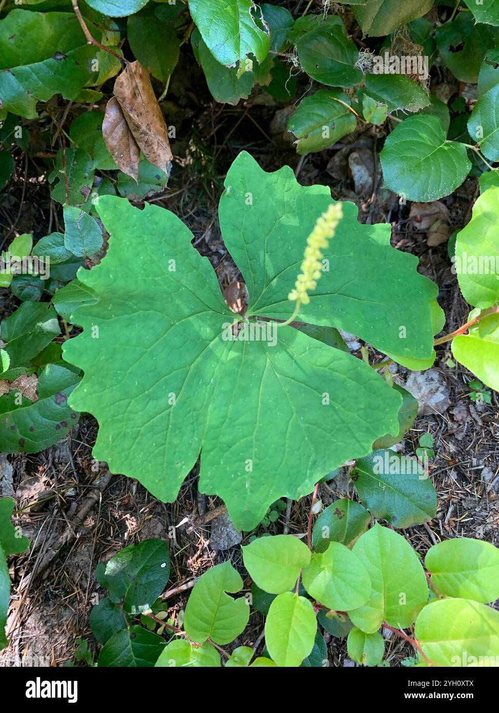 vanilla leaf (Achlys triphylla Stock Photo - Alamy