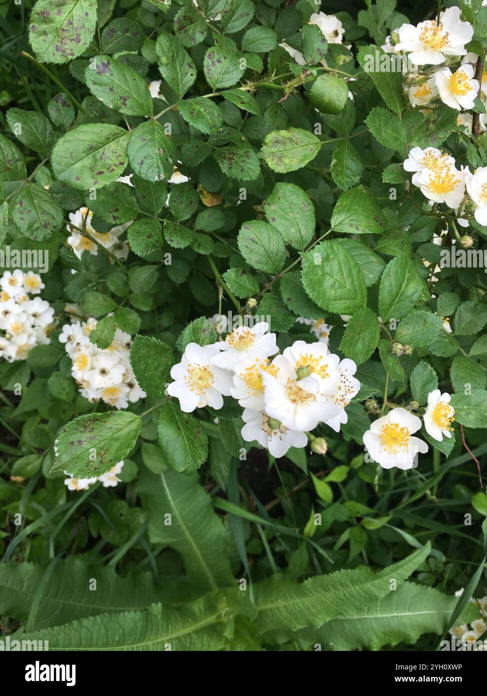 multiflora rose (Rosa multiflora Stock Photo - Alamy