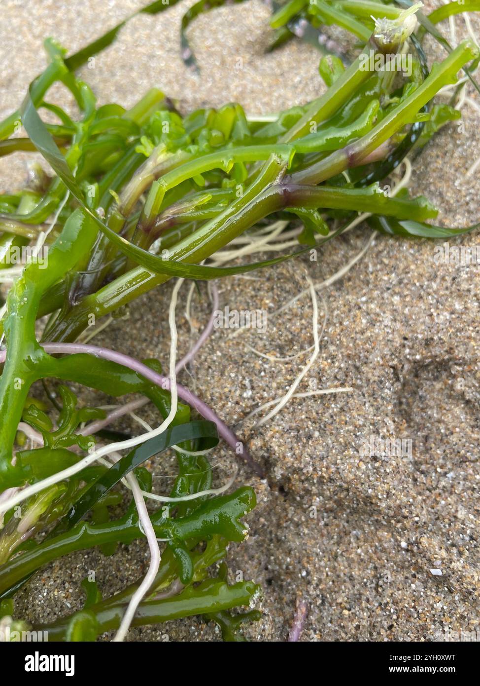 green algae (Chlorophyta Stock Photo - Alamy
