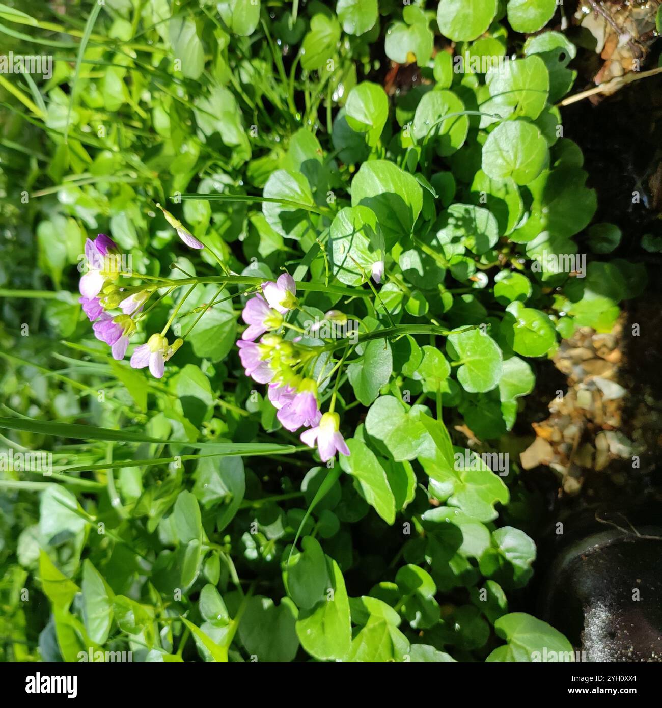 Raphanifolia cardamine hi-res stock photography and images - Alamy