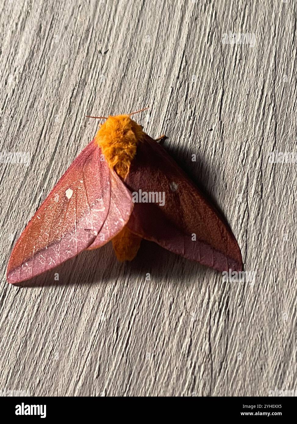 Pink striped oakworm hi-res stock photography and images - Alamy