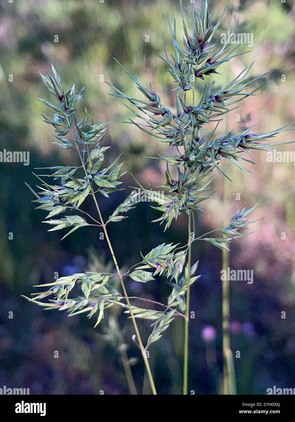 Bulbous Bluegrass (Poa bulbosa Stock Photo - Alamy