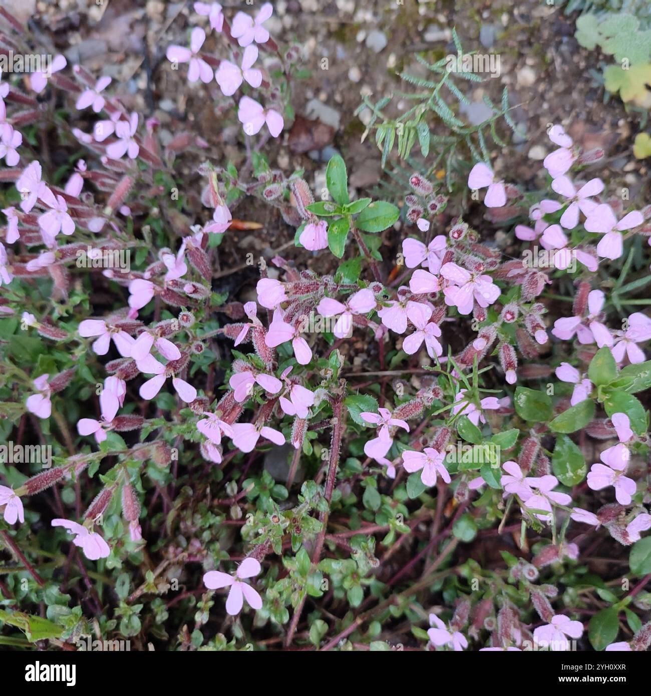Rock Soapwort (Saponaria ocymoides Stock Photo - Alamy