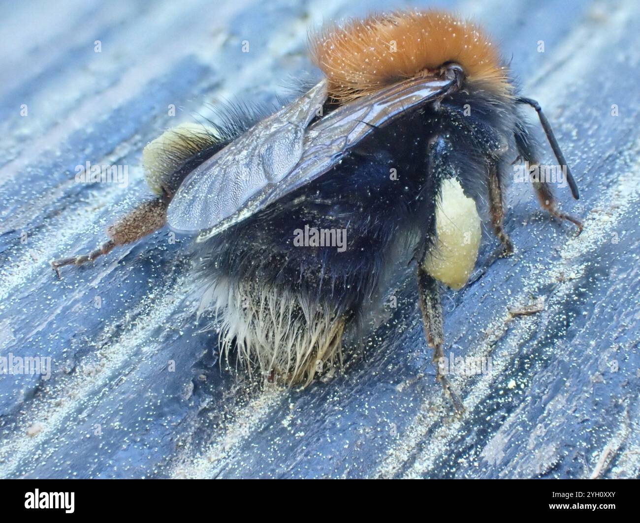 Tree Bumble Bee (Bombus hypnorum Stock Photo - Alamy
