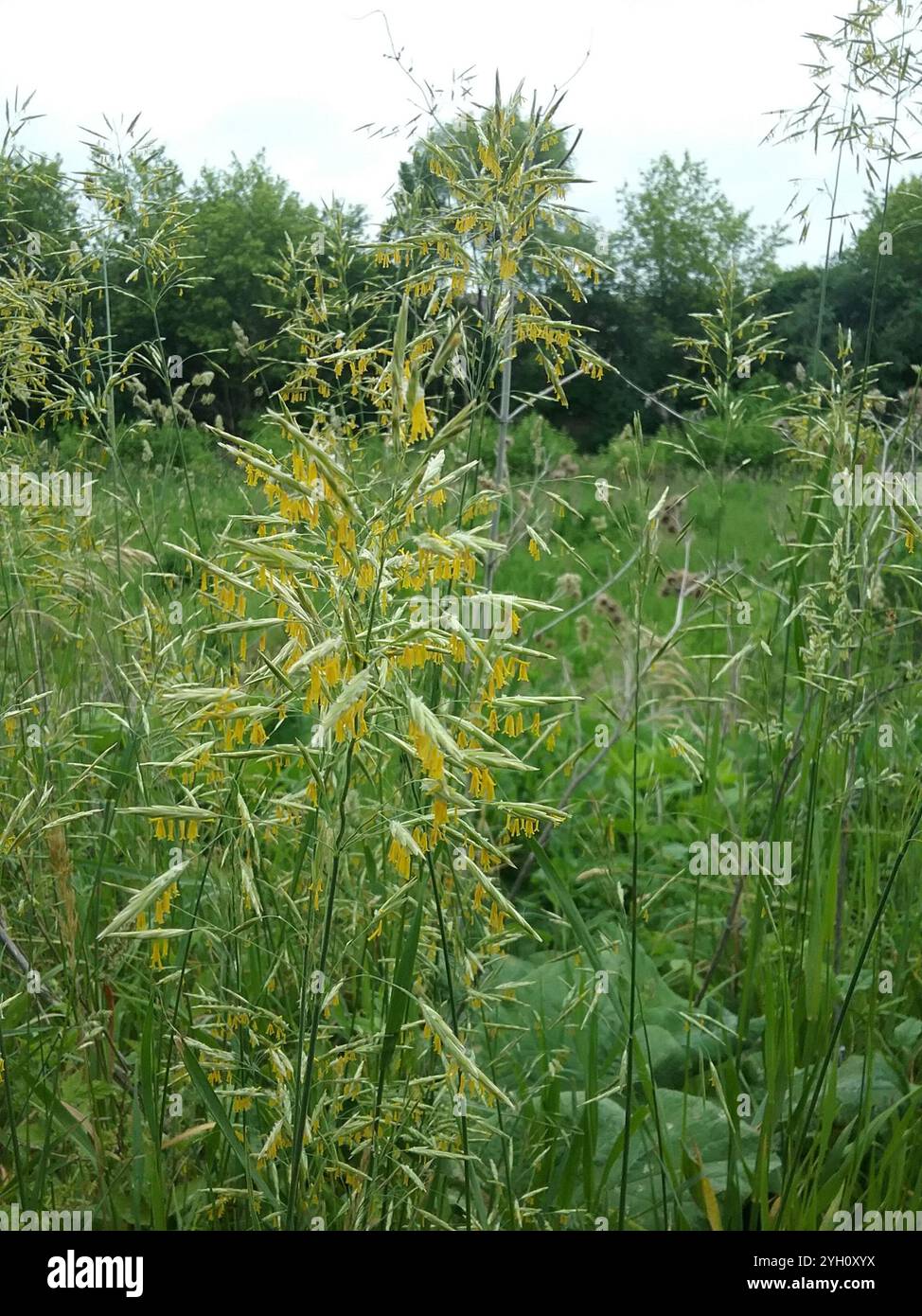 Smooth Brome (Bromus inermis Stock Photo - Alamy