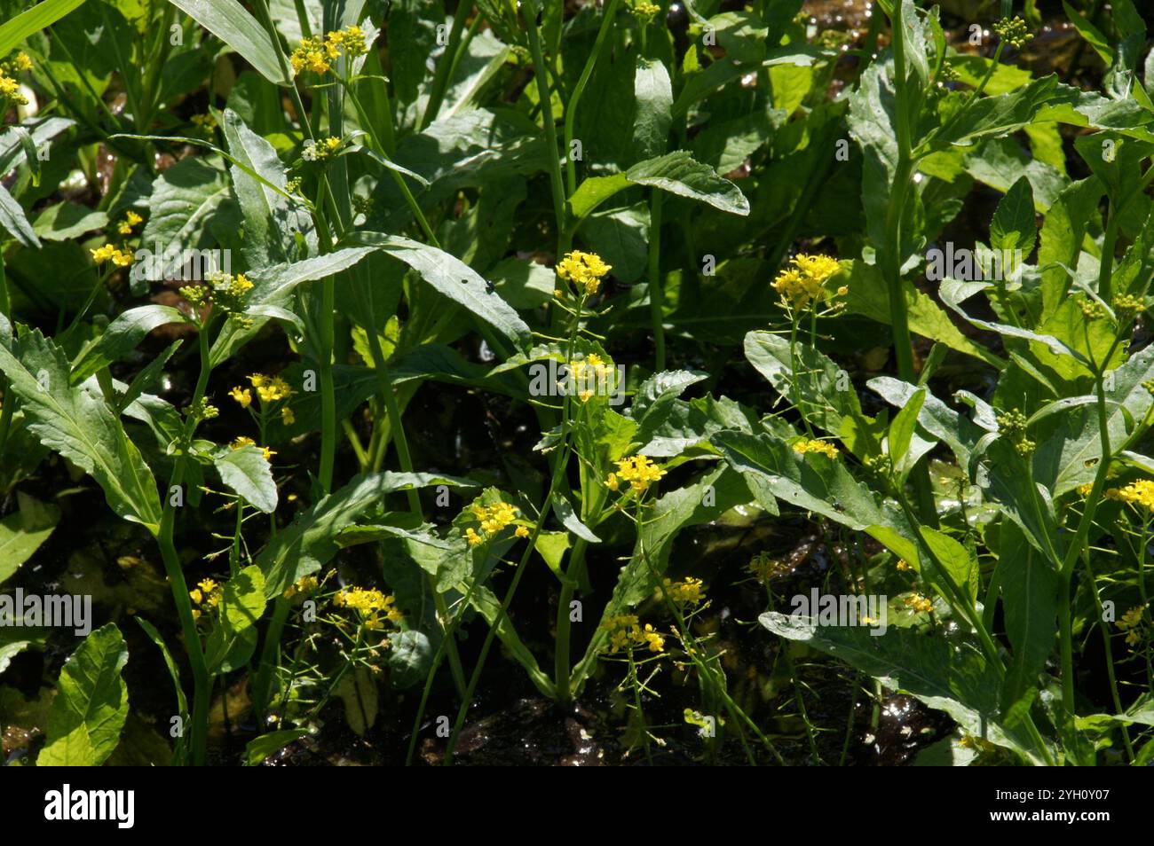 Amphibious Yellowcress (Rorippa amphibia Stock Photo - Alamy