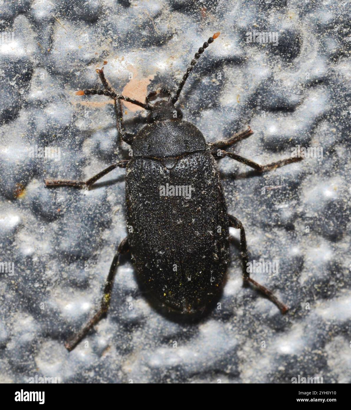 Velvety bark beetle (Penthe pimelia Stock Photo - Alamy