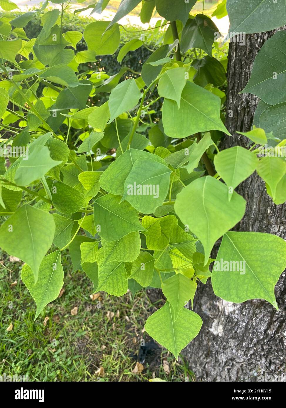 Chinese Tallow (Triadica sebifera Stock Photo - Alamy