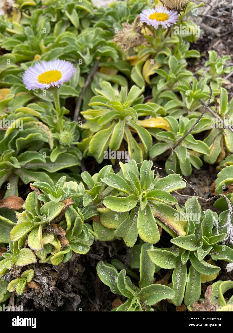 seaside daisy (Erigeron glaucus Stock Photo - Alamy