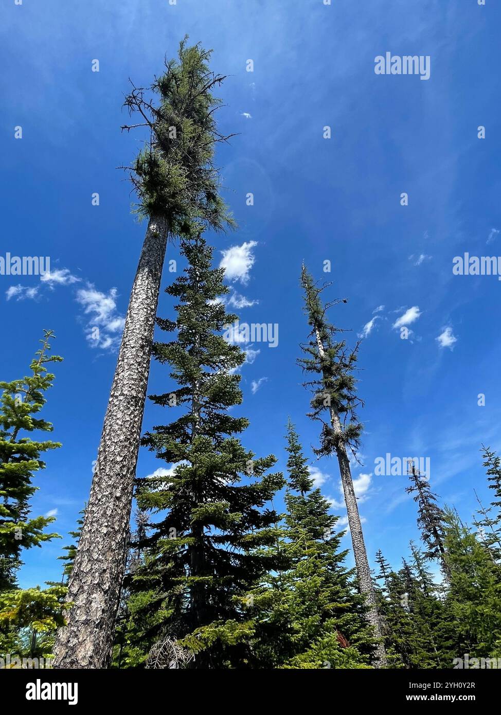 western larch (Larix occidentalis Stock Photo - Alamy