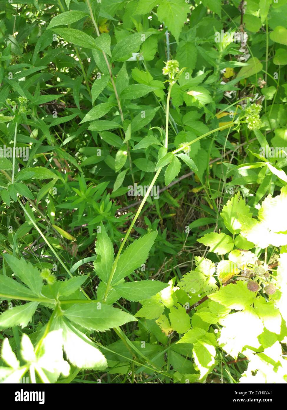 Black Snakeroot (Sanicula canadensis Stock Photo - Alamy
