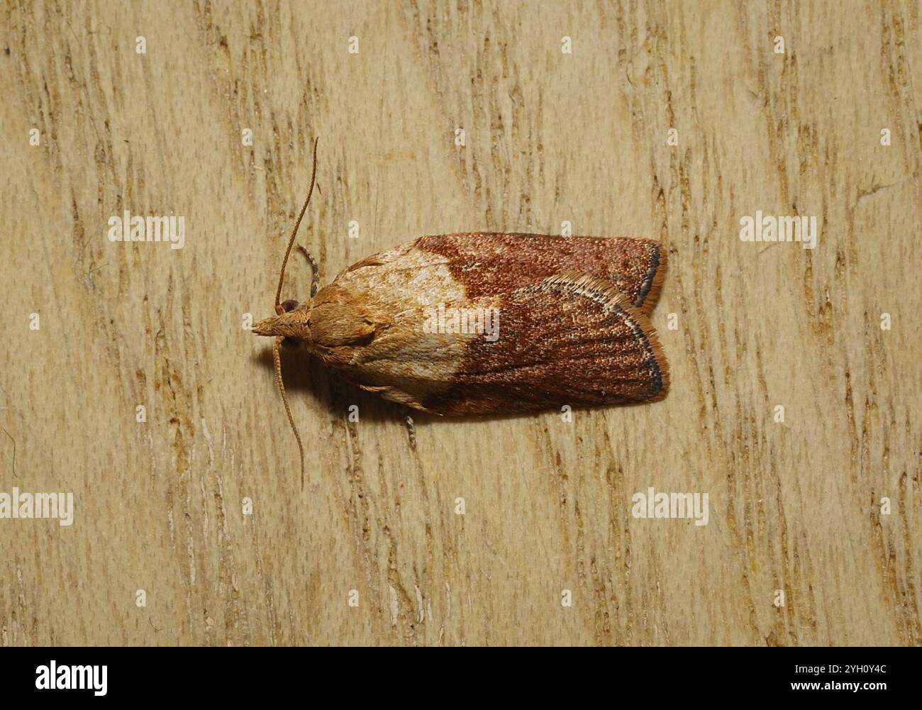Postvittana hi-res stock photography and images - Alamy