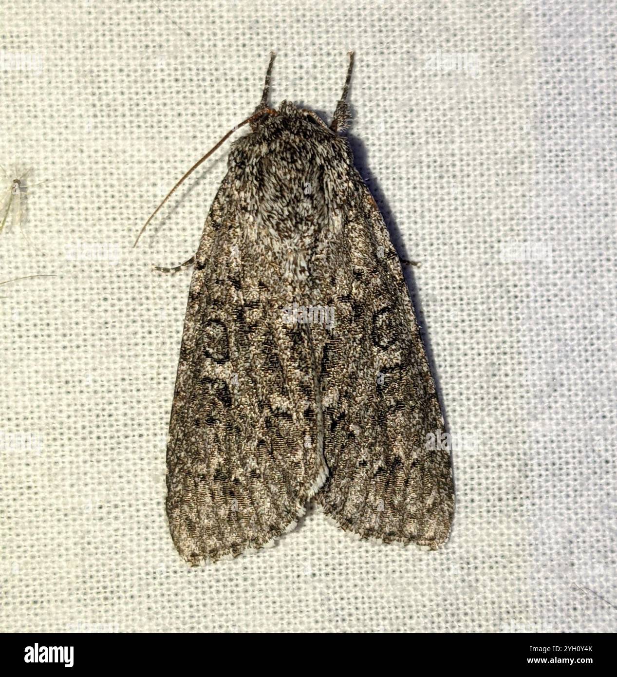 Powdered Dagger (Acronicta impleta Stock Photo - Alamy