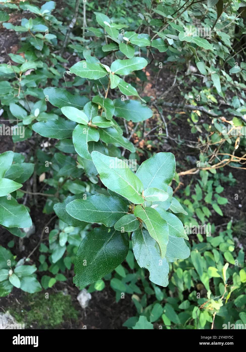 Texabama croton (Croton alabamensis texensis Stock Photo - Alamy