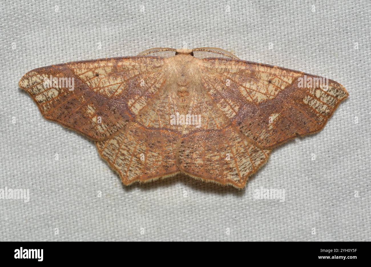 Oak besma moth hi-res stock photography and images - Alamy