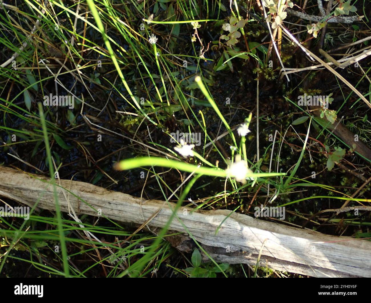 common spikerush (Eleocharis palustris Stock Photo - Alamy
