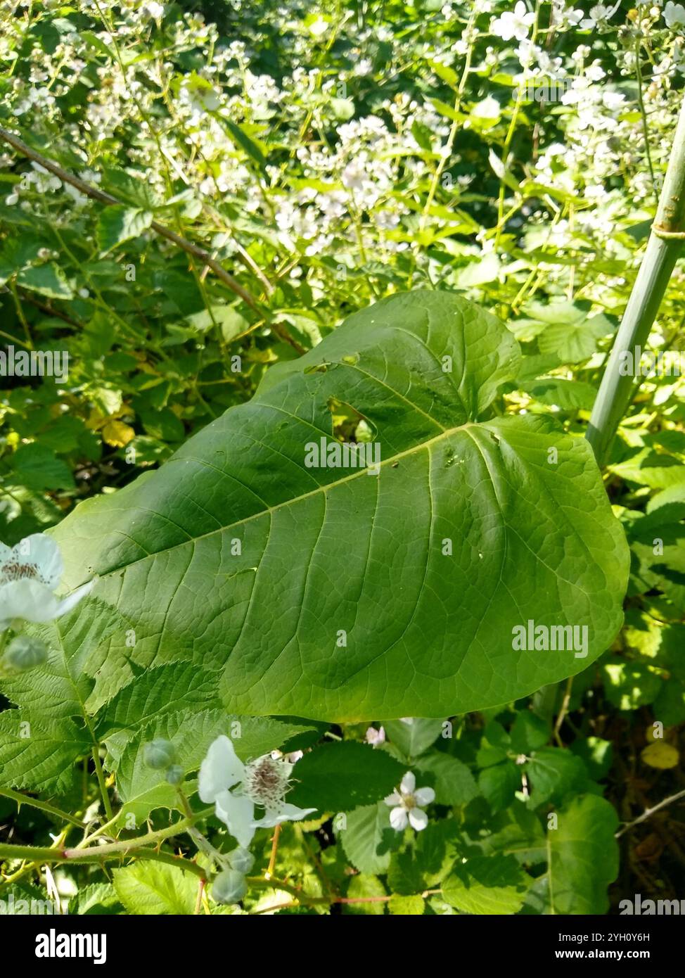 Giant Knotweed (Reynoutria sachalinensis Stock Photo - Alamy