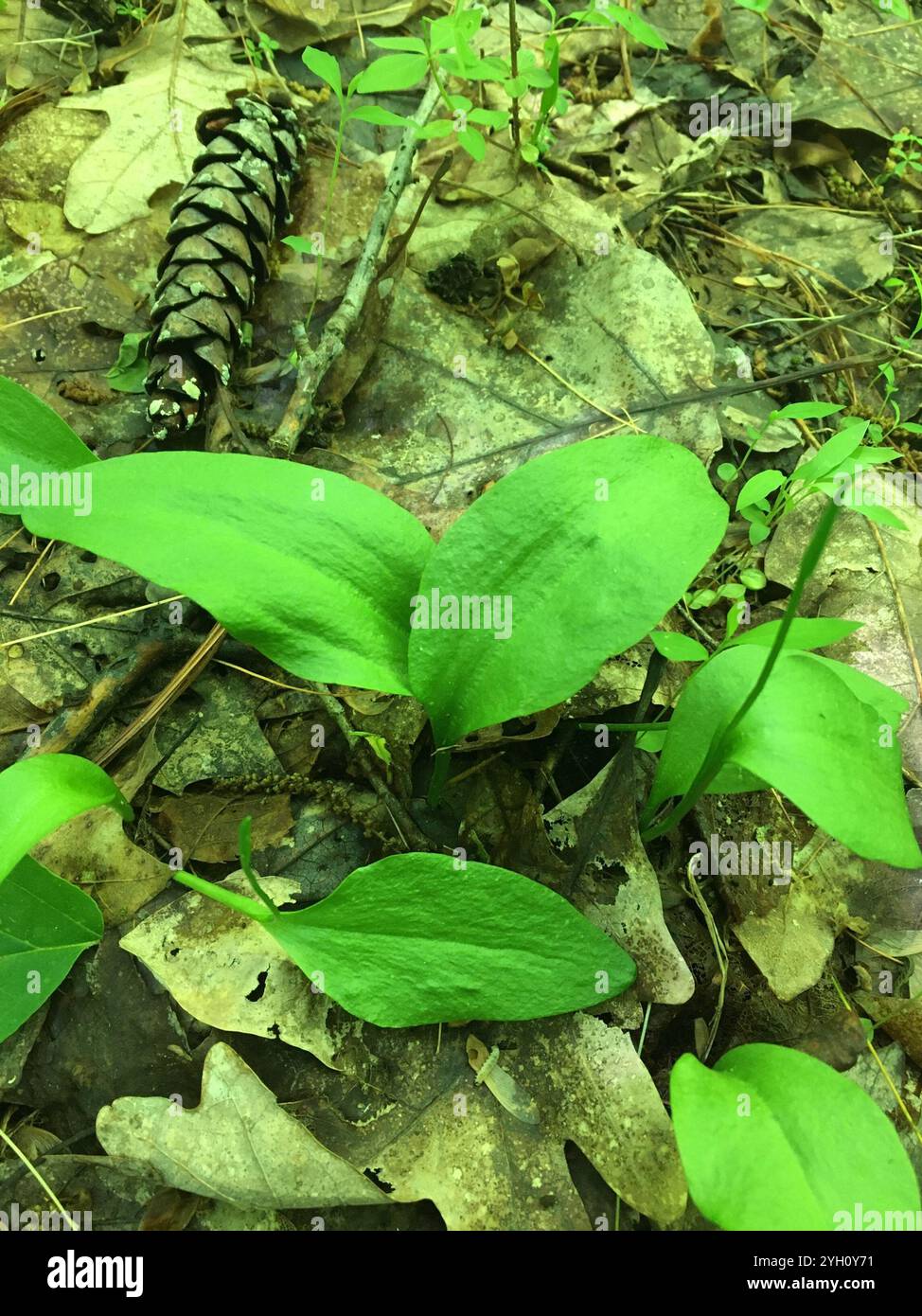 southern adder's-tongue (Ophioglossum pycnostichum Stock Photo - Alamy