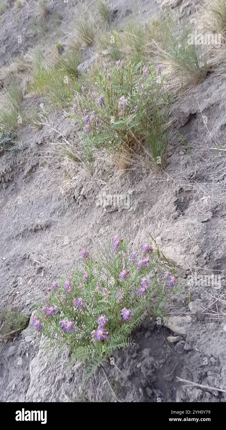 Two-grooved Milkvetch (Astragalus bisulcatus Stock Photo - Alamy