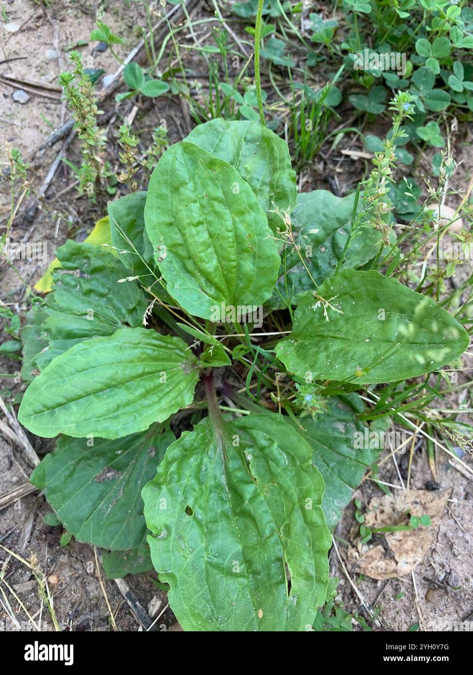 American plantain (Plantago rugelii Stock Photo - Alamy