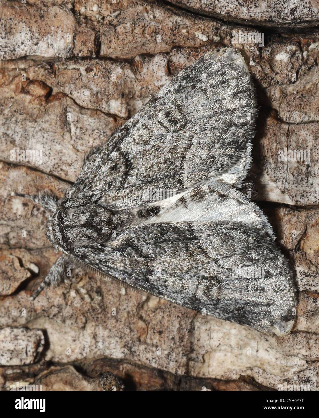 Brother Moth (Raphia frater Stock Photo - Alamy