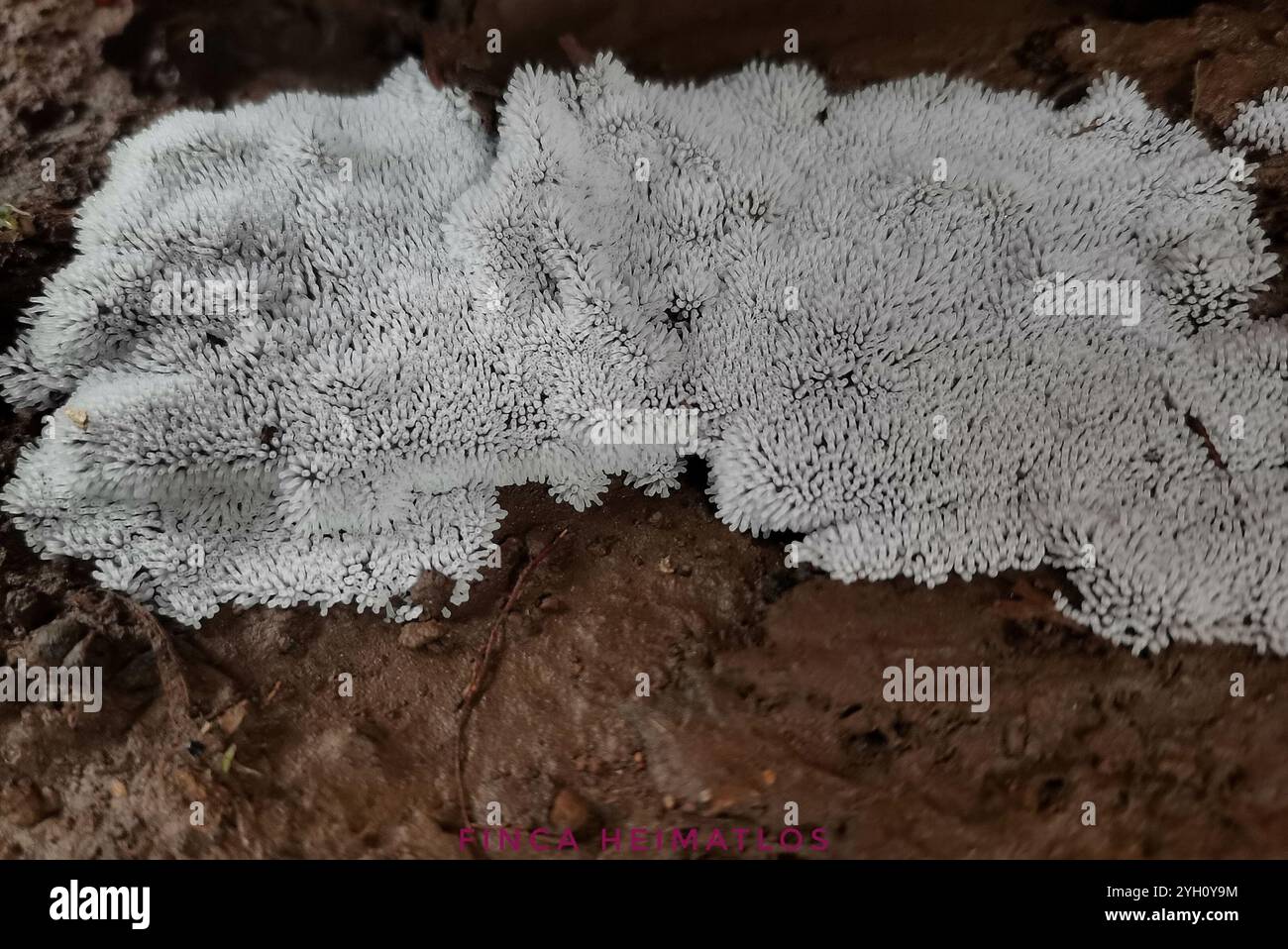 Honeycomb Coral Slime Mold (Ceratiomyxa fruticulosa Stock Photo - Alamy