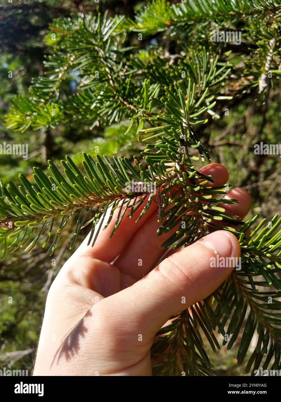 subalpine fir (Abies lasiocarpa Stock Photo - Alamy