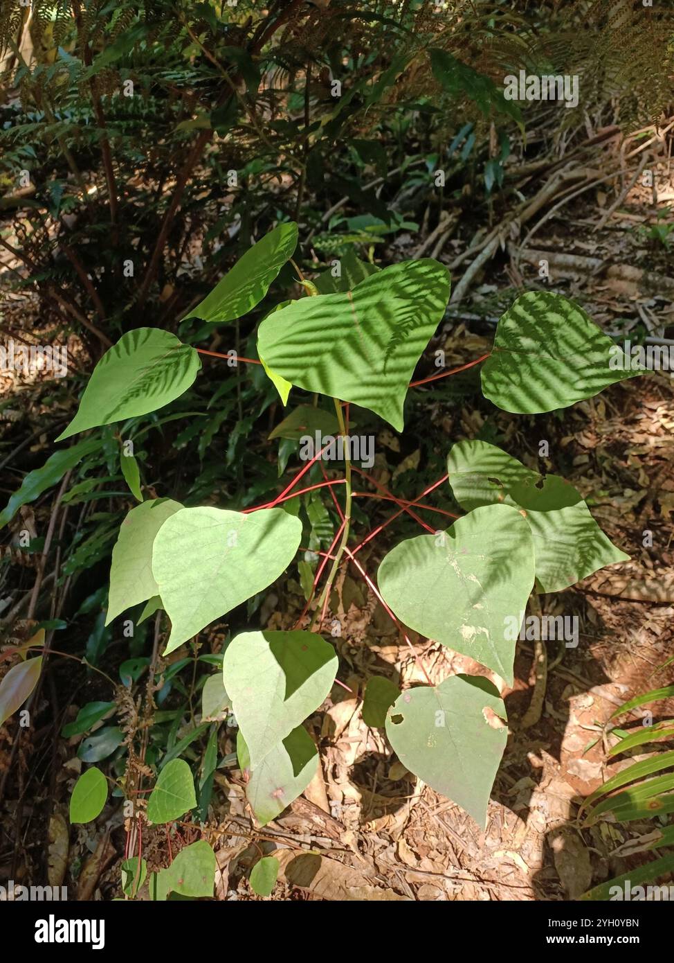 Bleeding Heart (Homalanthus populifolius Stock Photo - Alamy