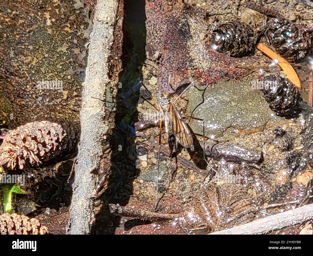 Typical Crane Flies (Tipuloidea Stock Photo - Alamy