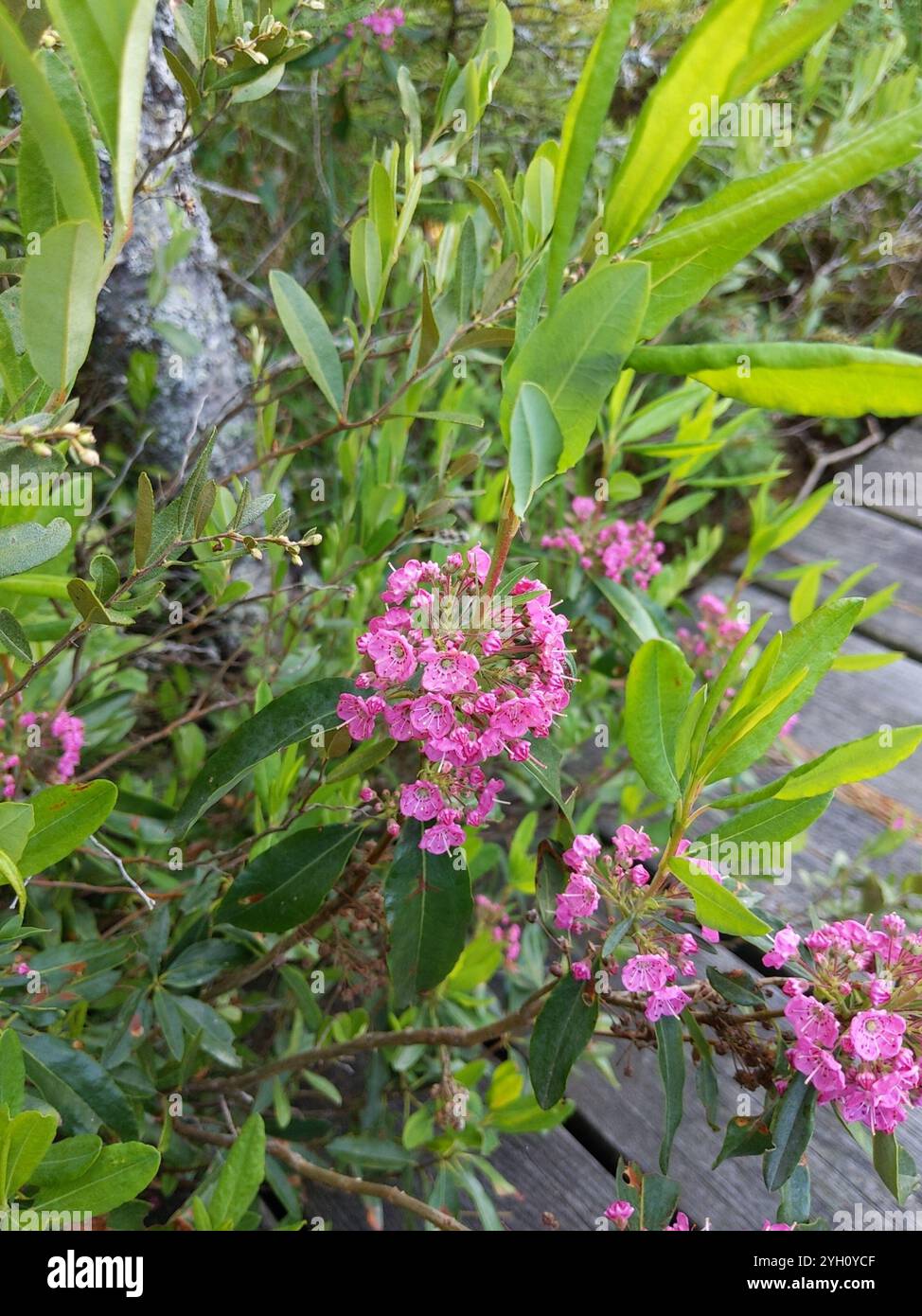 sheep laurel (Kalmia angustifolia Stock Photo - Alamy