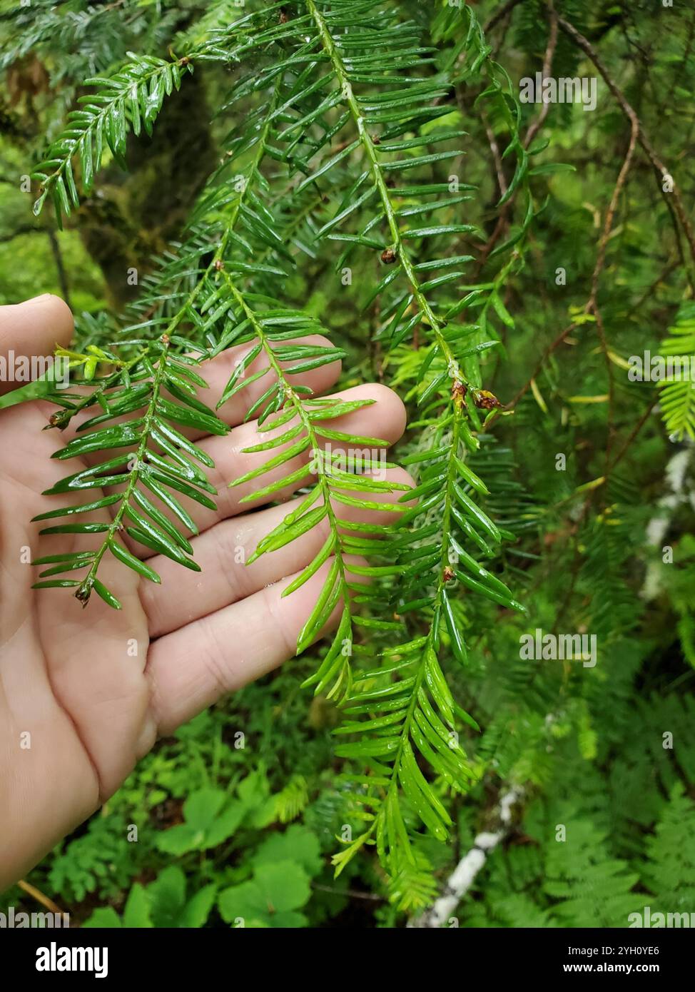 Pacific yew (Taxus brevifolia Stock Photo - Alamy