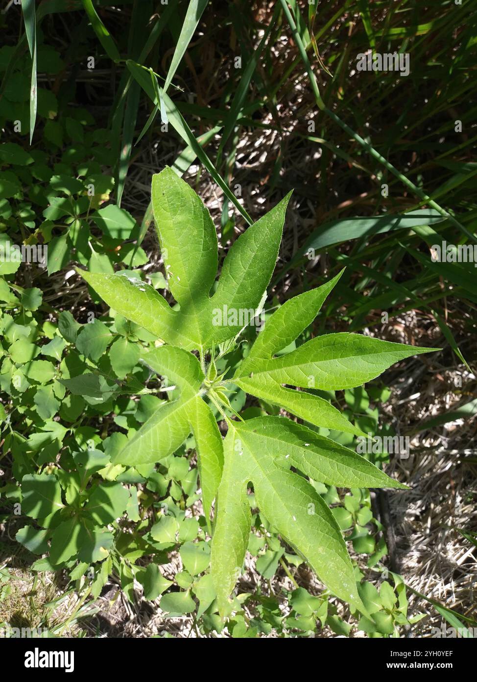 giant ragweed (Ambrosia trifida Stock Photo - Alamy