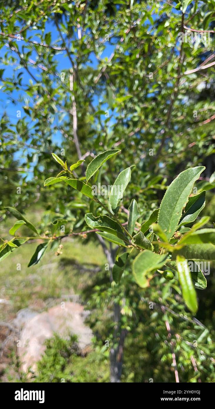Prunus emarginata hi-res stock photography and images - Alamy