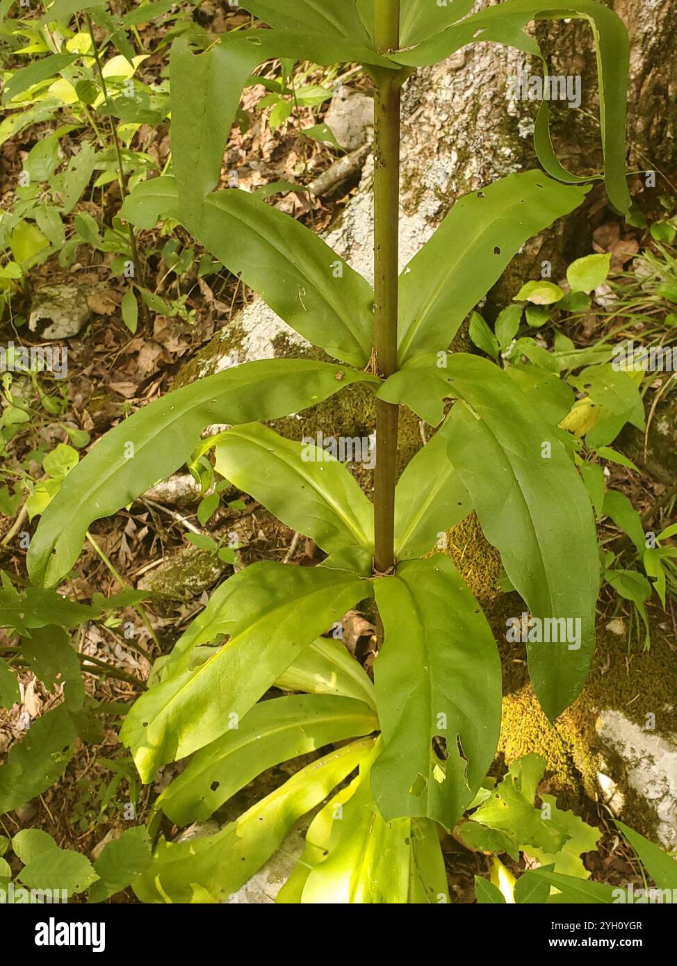 American columbo (Frasera caroliniensis Stock Photo - Alamy