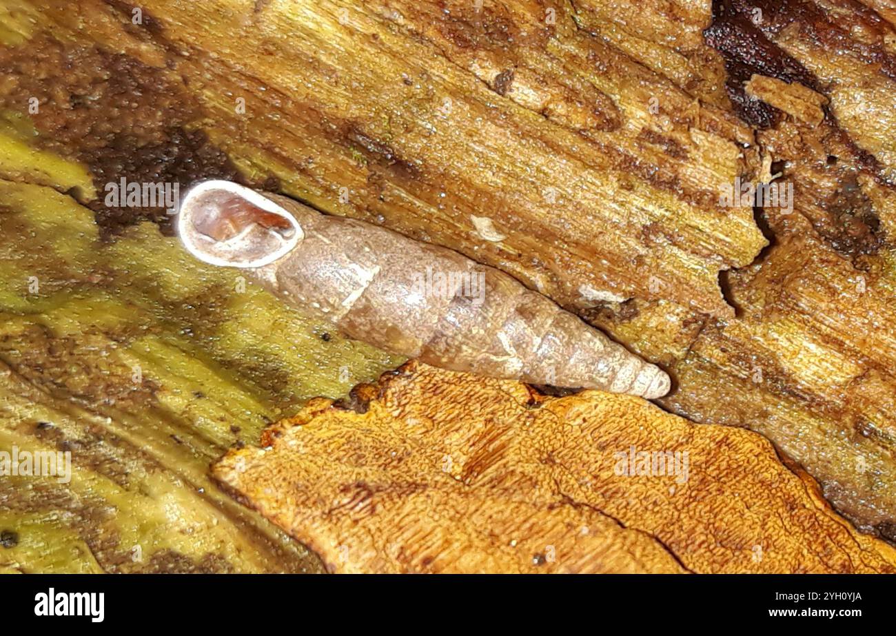 Plaited Door-snail (Cochlodina laminata Stock Photo - Alamy