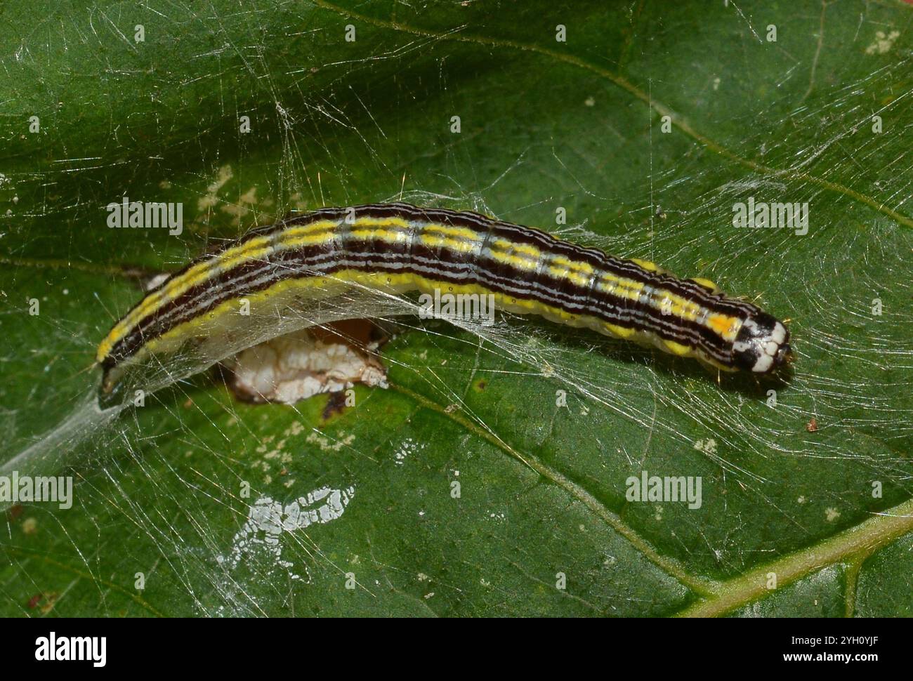 Macalla hi-res stock photography and images - Alamy