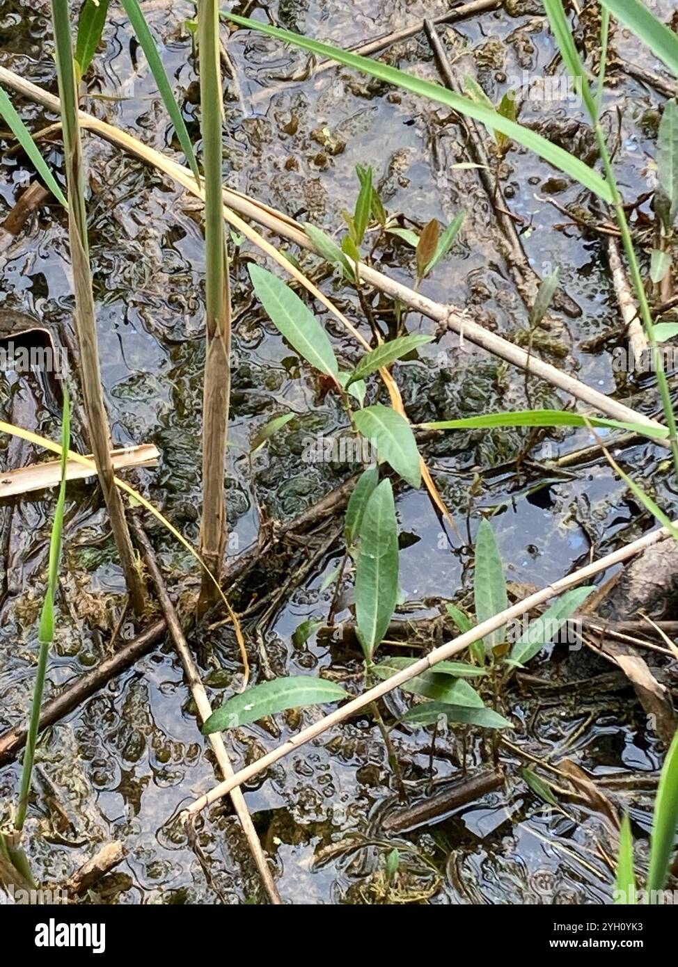 water smartweed (Persicaria amphibia Stock Photo - Alamy