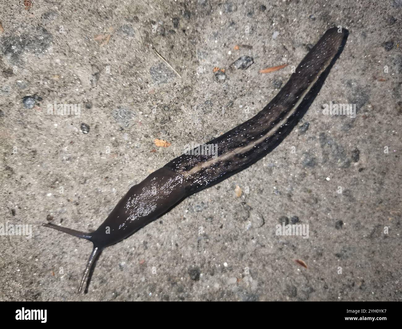 Ash-black Slug (Limax cinereoniger Stock Photo - Alamy