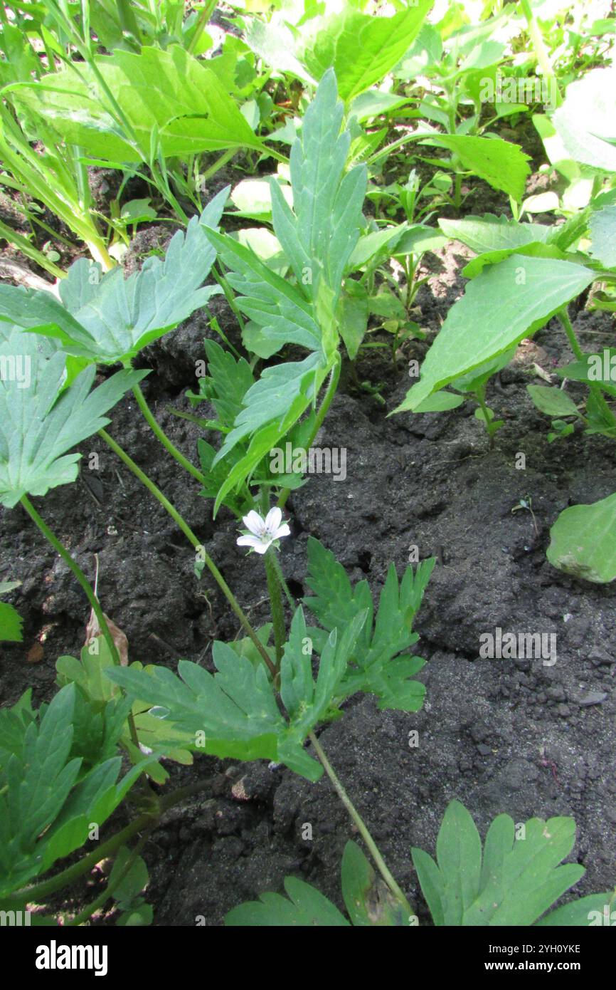 Siberian Crane's-bill (Geranium sibiricum Stock Photo - Alamy