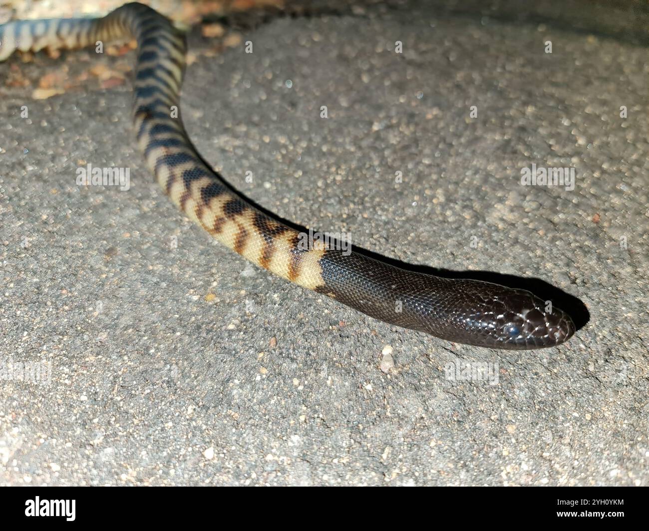 Black-headed Python (Aspidites melanocephalus Stock Photo - Alamy