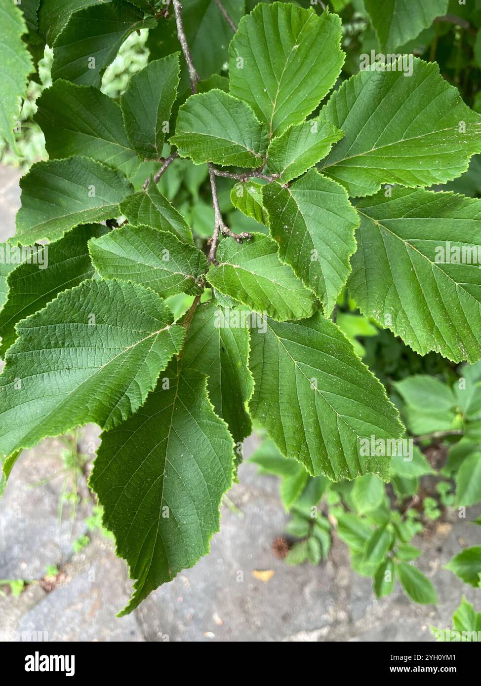 American hazelnut (corylus americana) hi-res stock photography and ...