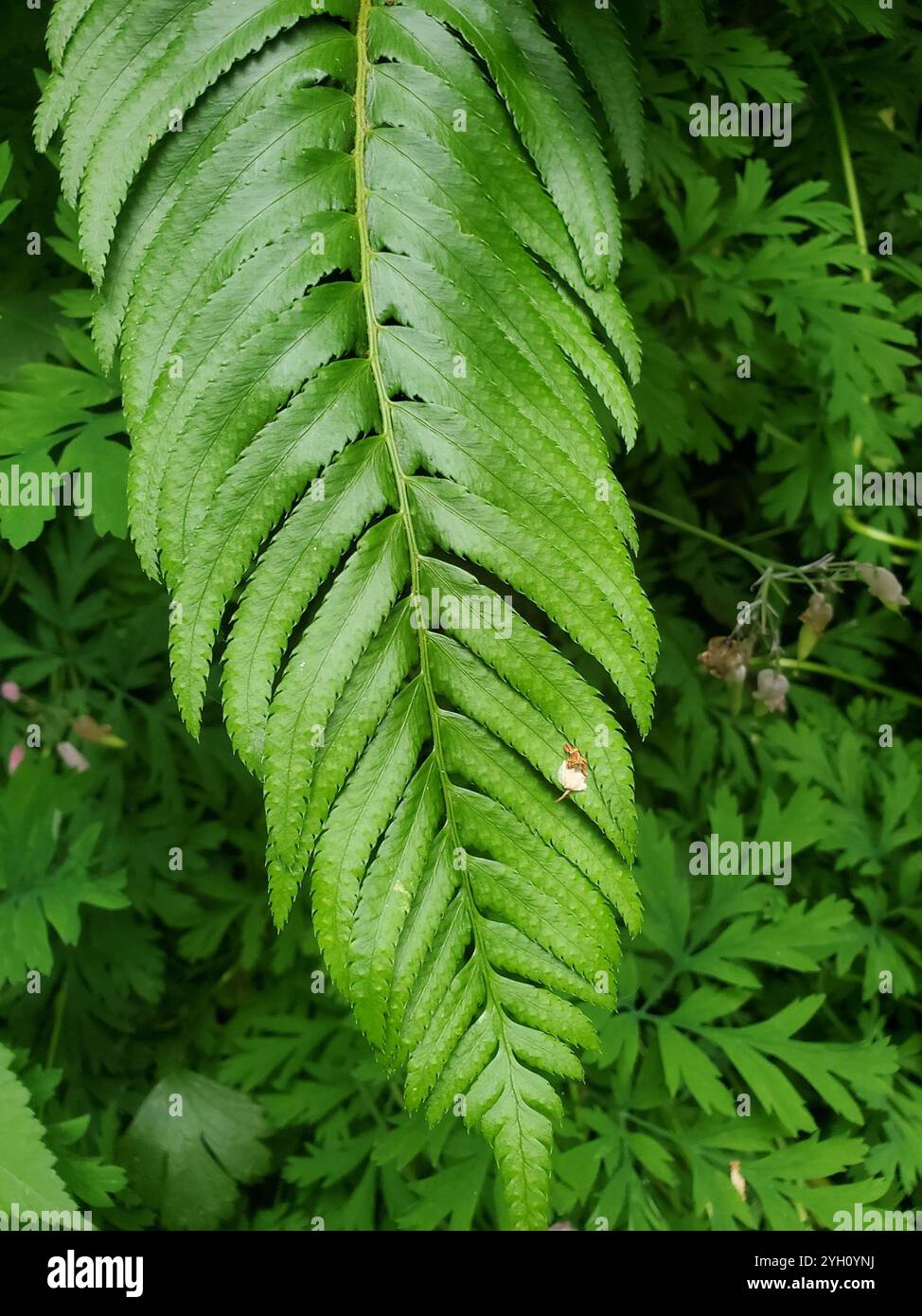 western sword fern (Polystichum munitum Stock Photo - Alamy