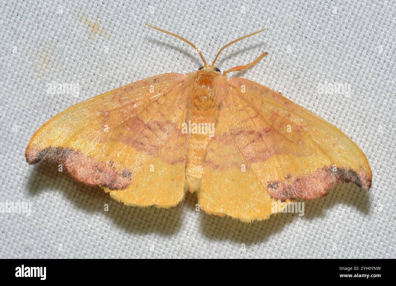 Rose Hooktip (Oreta rosea Stock Photo - Alamy